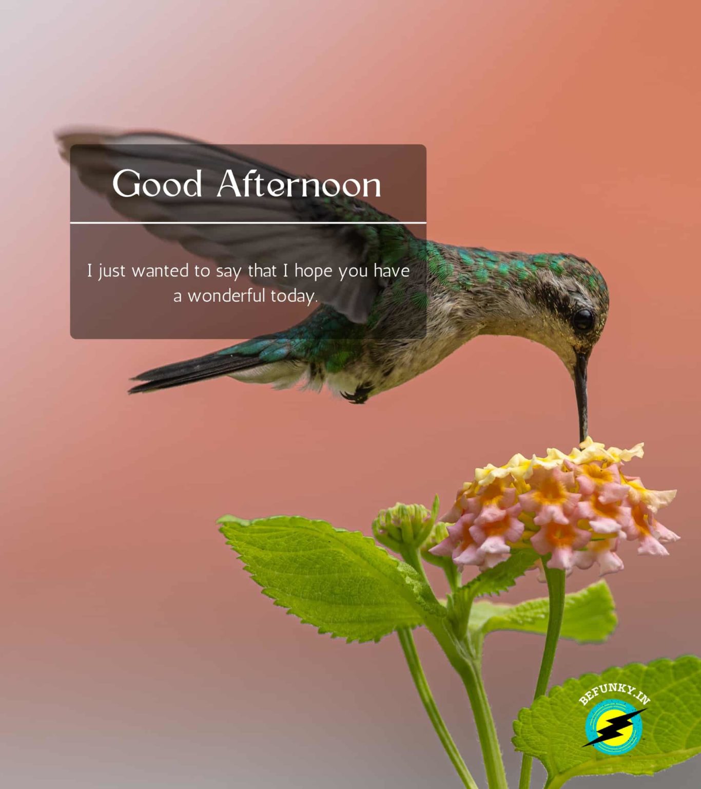 100+ Best Good Afternoon Images, Photos for WhatsApp